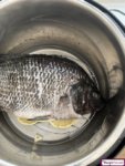 Instant Pot Whole Fish | Recipe This